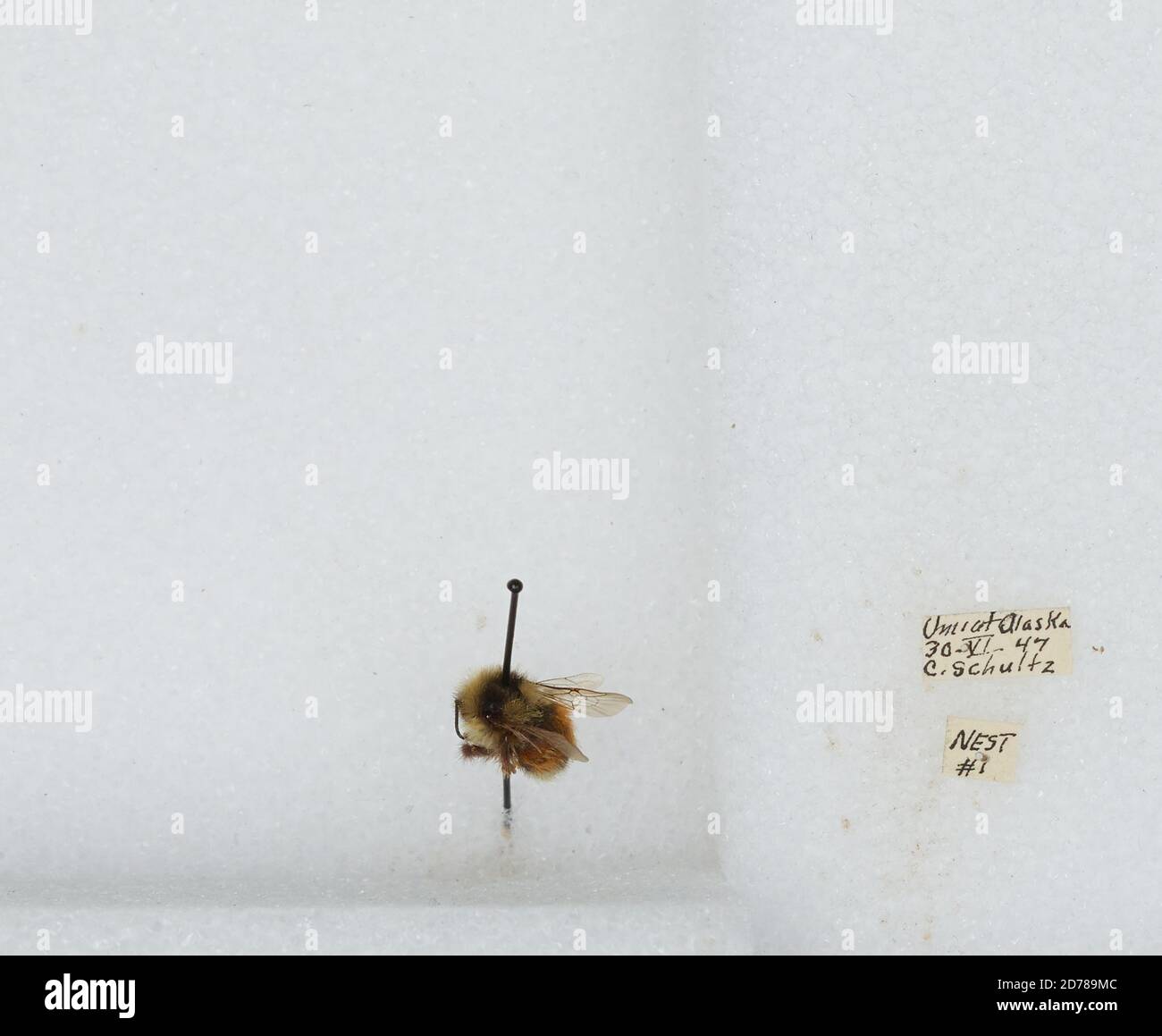 Umiat, North Slope, Alaska, United States, Bombus (Pyrobombus ...