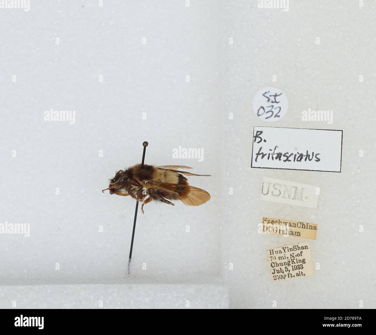 Bombus trifasciatus hi-res stock photography and images - Alamy