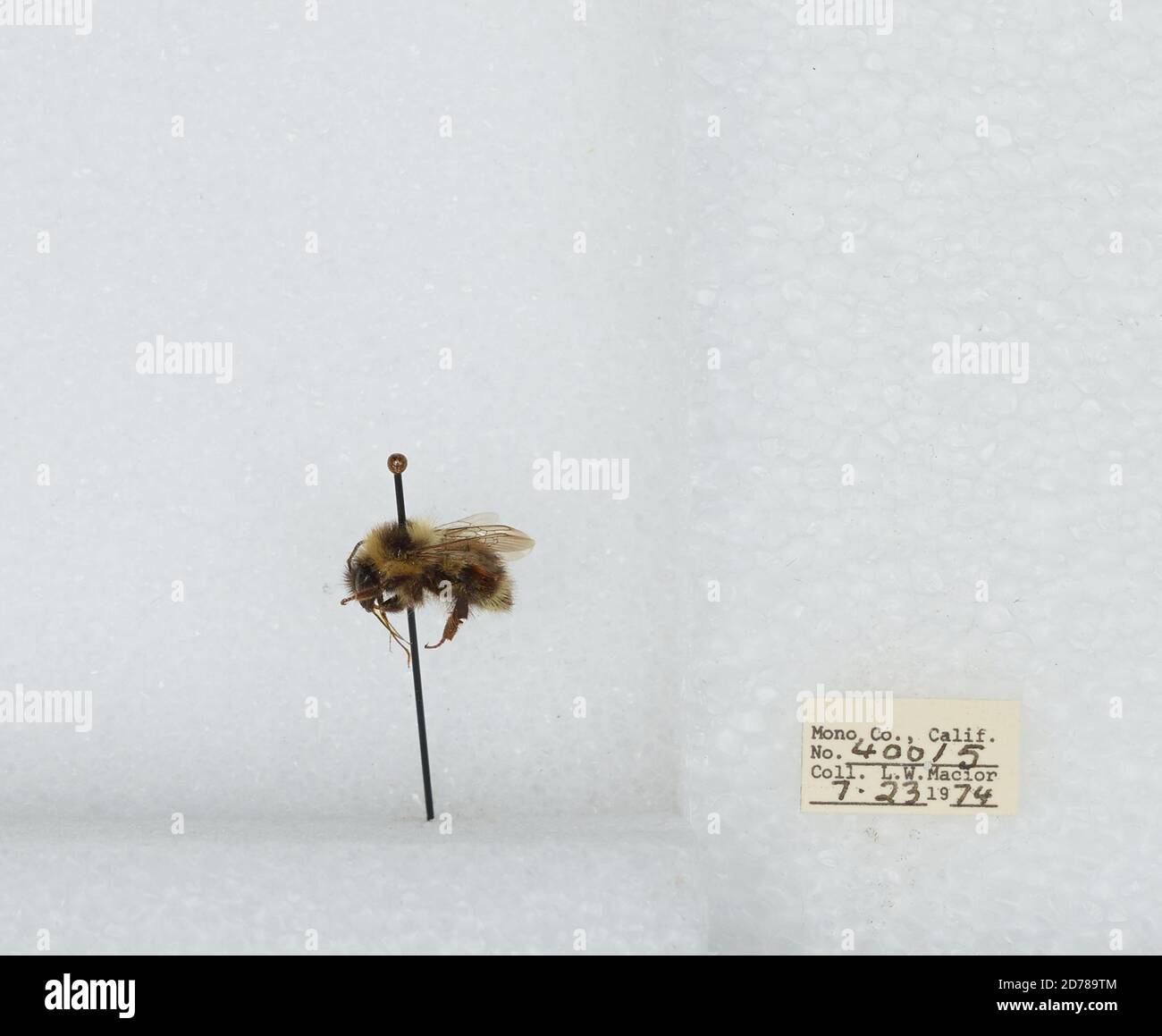 Mono, California, United States, Bombus (Cullumanobombus) rufocinctus ...
