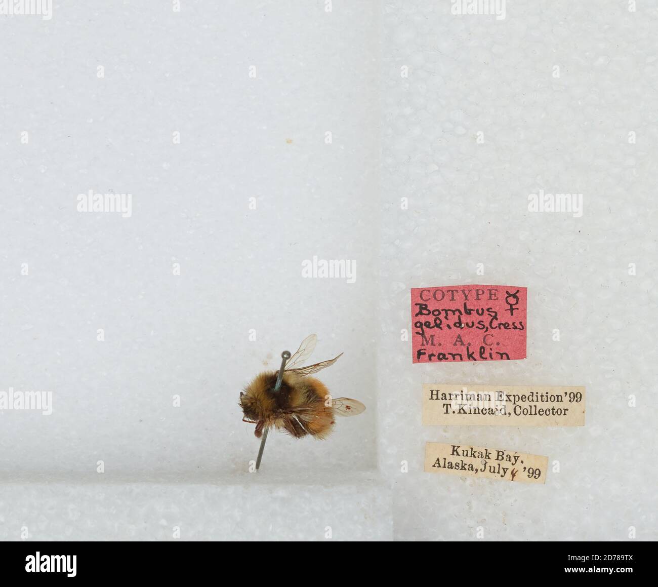 Kukak Bay, Kodiak Island, Alaska, United States, Bombus (Pyrobombus ...