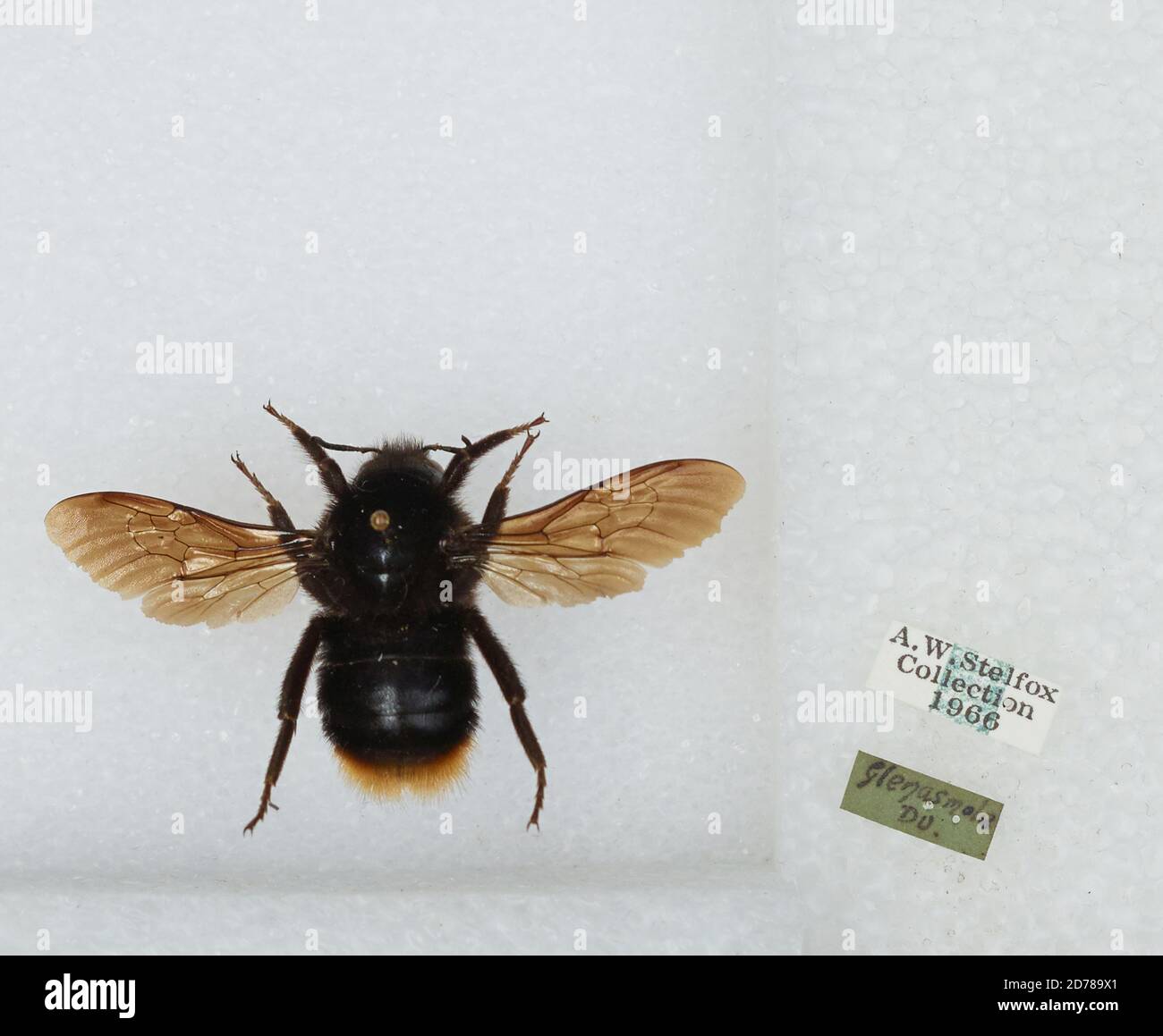 Glenasmole, Dublin, Leinster, Ireland, Bombus (Psithyrus) rupestris ...