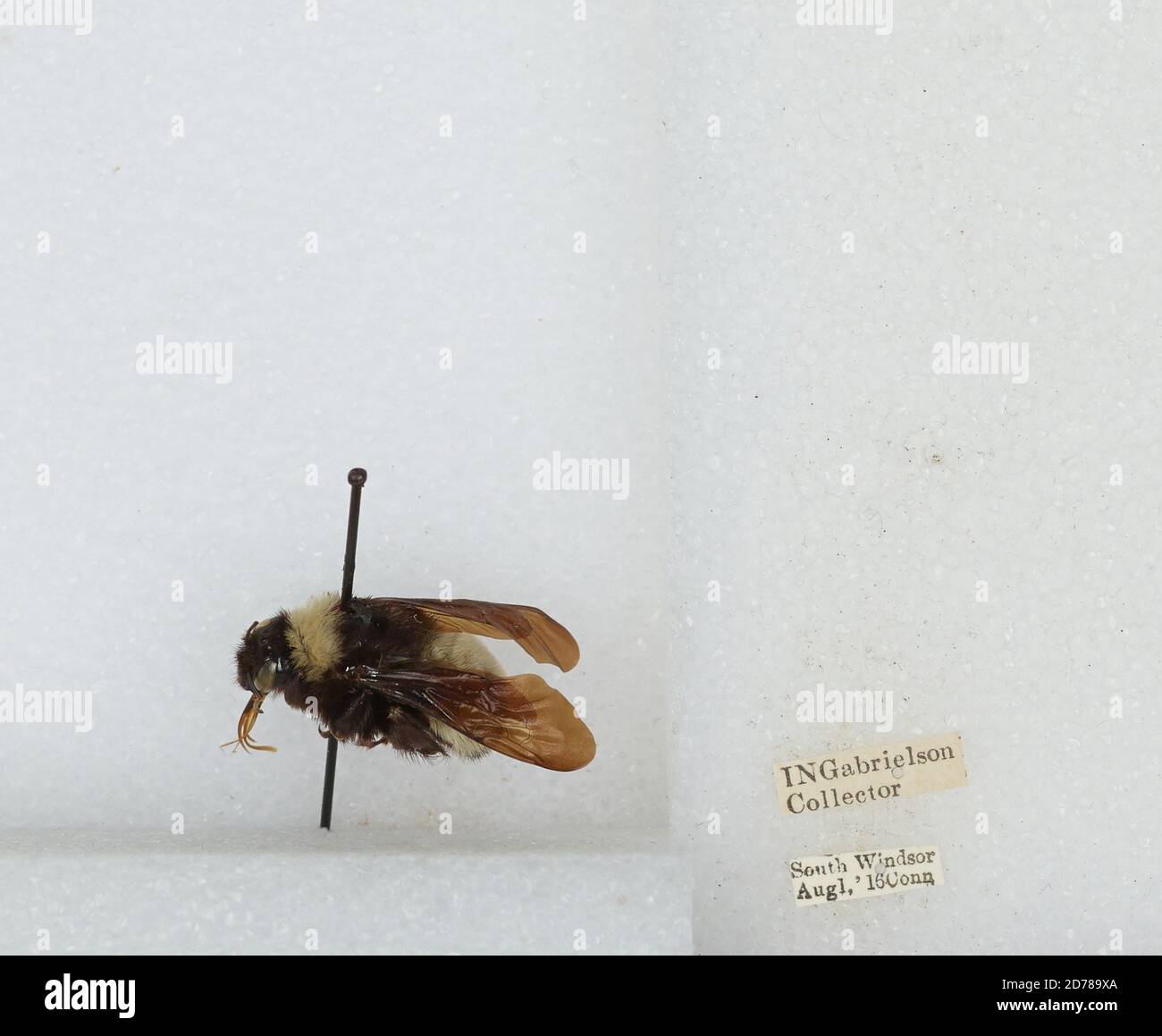 South Windsor, Hartford, Connecticut, United States, Bombus ...