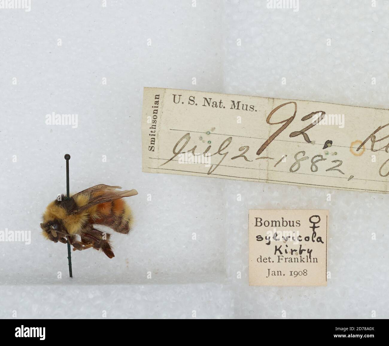Rigolet, Newfoundland and Labrador, Canada, Bombus (Pyrobombus ...