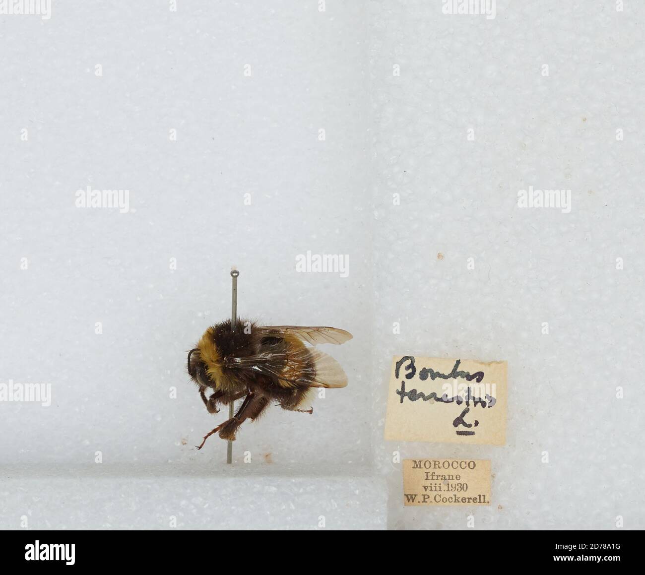 Ifrane, Morocco, Bombus (Bombus) terrestris (Linnaeus), Animalia ...