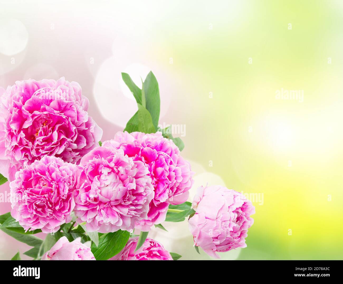 pink peonies border Stock Photo - Alamy