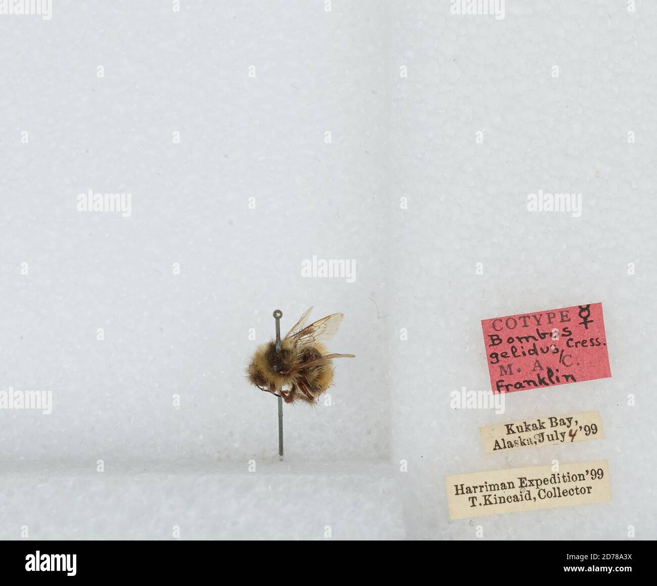 Kukak Bay, Kodiak Island, Alaska, United States, Bombus (Pyrobombus ...