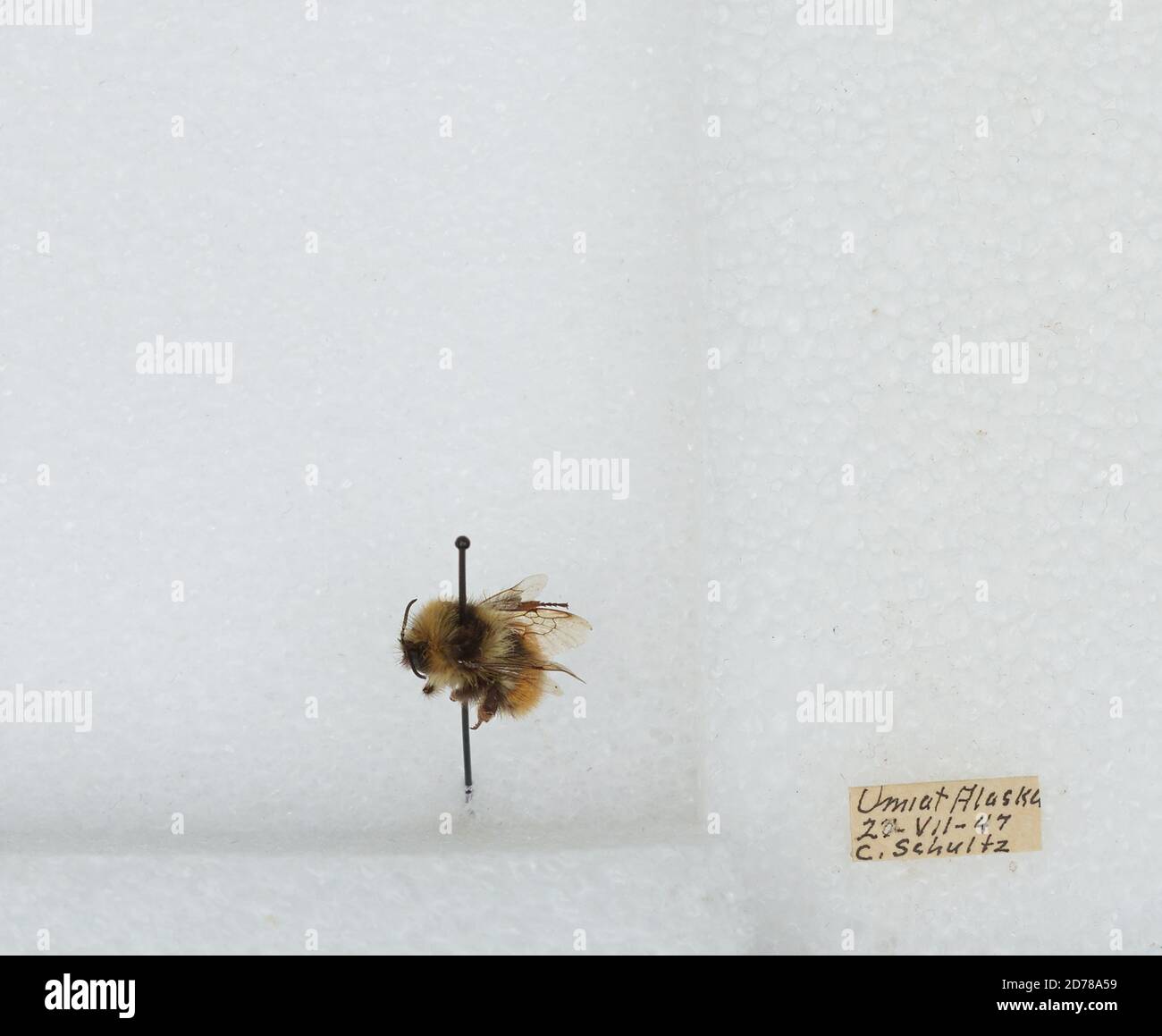 Umiat, North Slope, Alaska, United States, Bombus (Pyrobombus ...