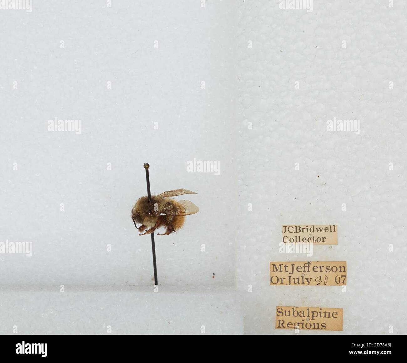 Mount Jefferson, Subalpine Regions, Linn, Oregon, United States, Bombus ...