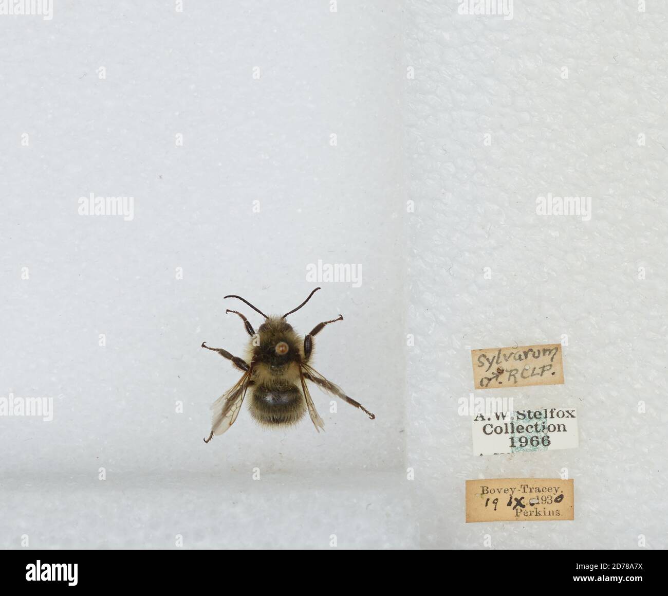 Bovey Tracey, Devon, England, United Kingdom, Bombus (Thoracobombus ...