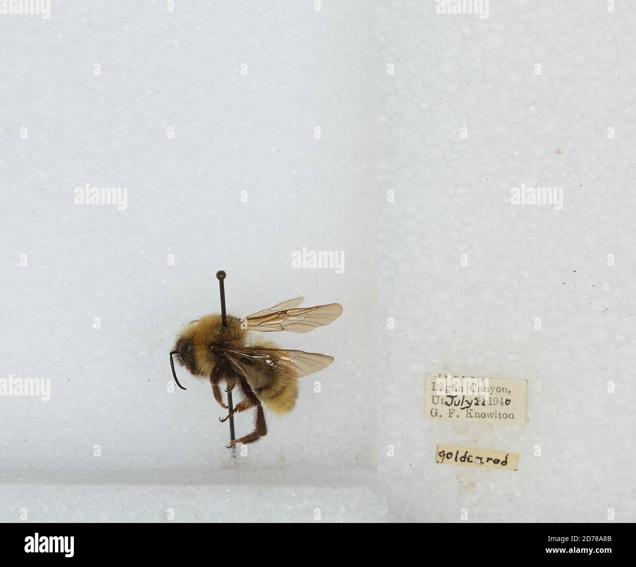 Logan Canyon, Cache, Utah, United States, Bombus (Psithyrus) suckleyi ...