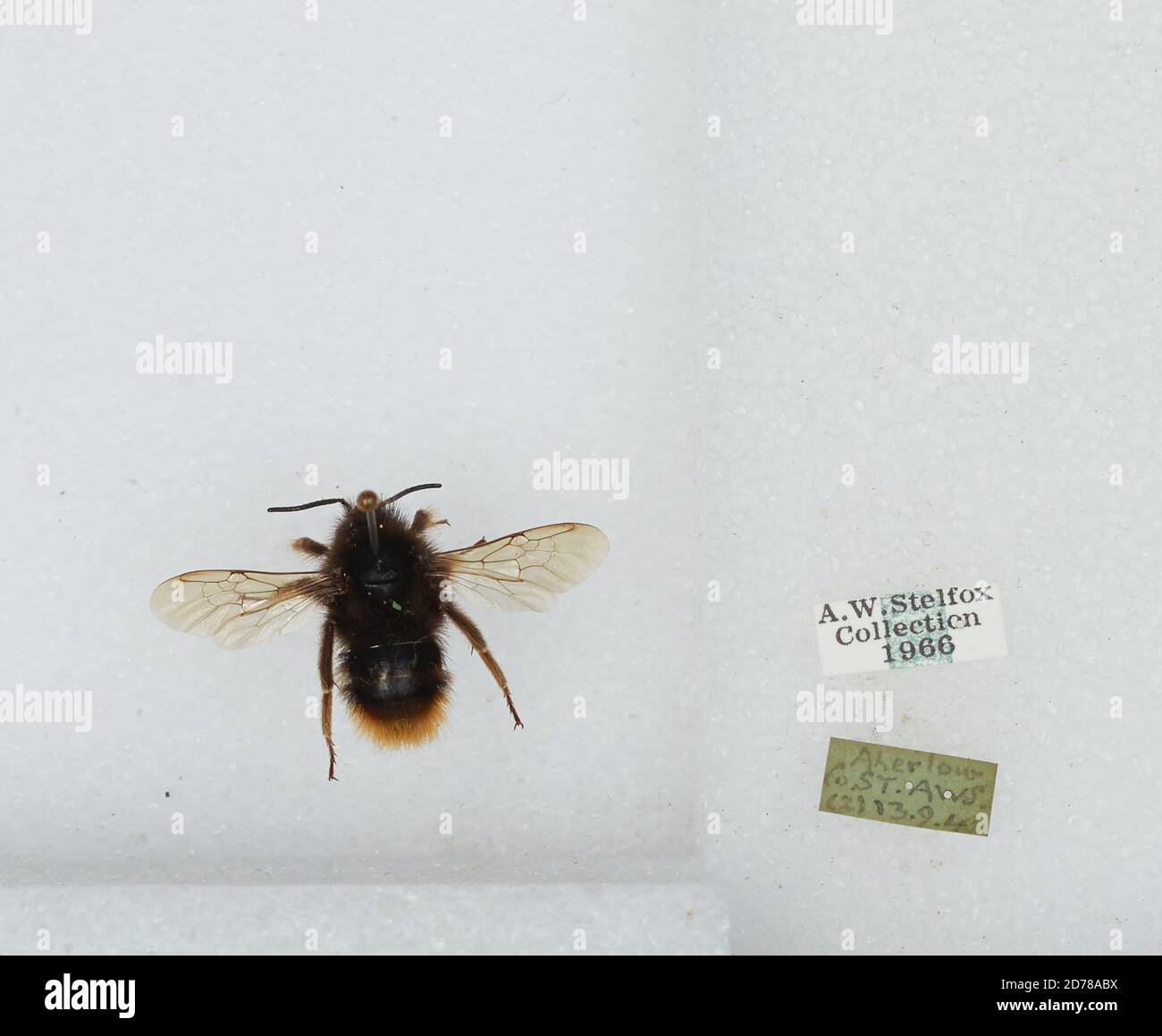 Aherlow, Tipperary, Munster, Ireland, Bombus (Psithyrus) rupestris ...