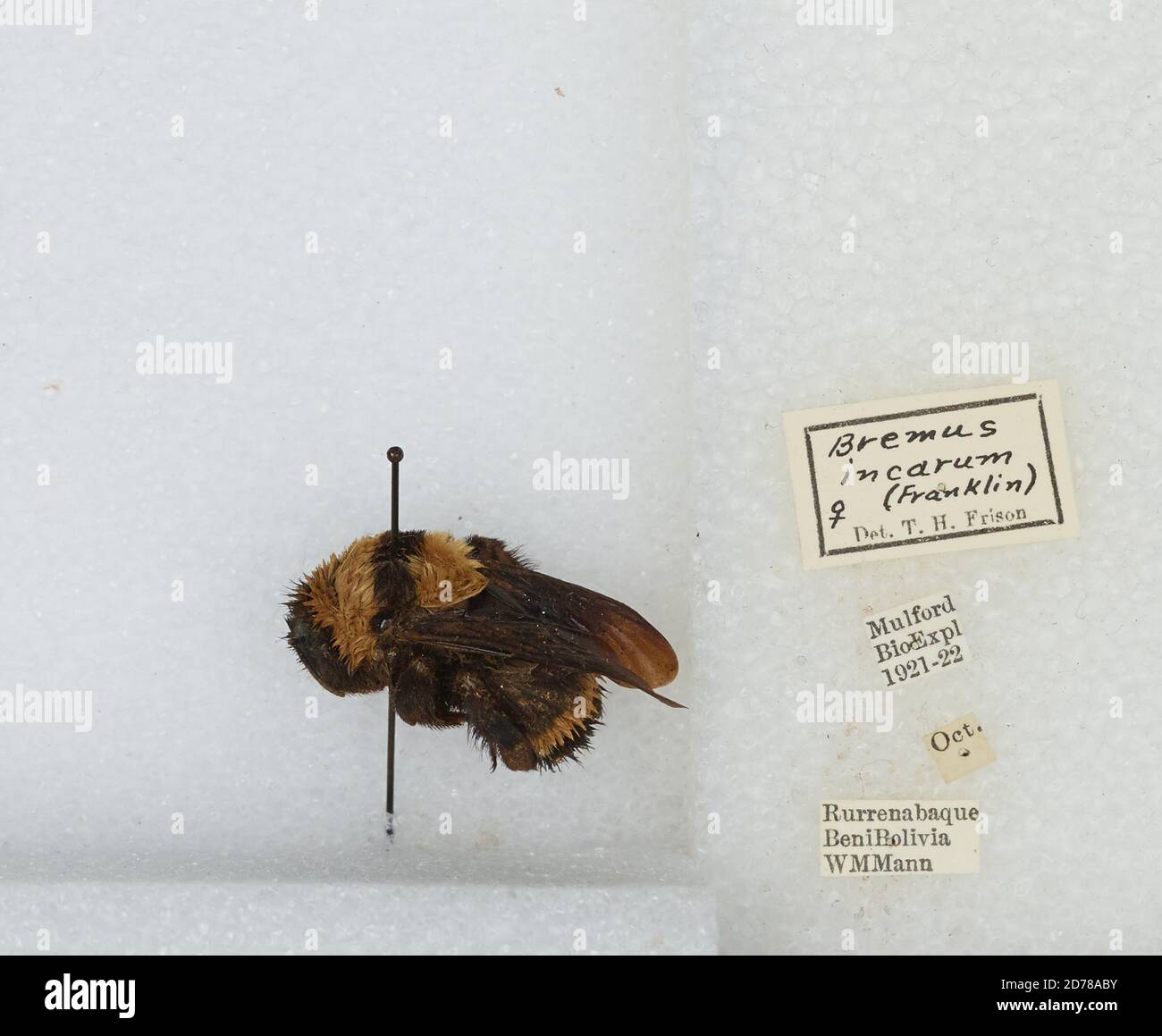 Rurrenabaque, El Beni, Bolivia, Bombus (Fervidobombus) transversalis ...