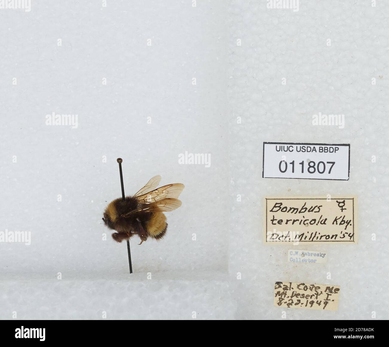 Salisbury Cove, Mount Desert Island, Hancock, Maine, United States ...