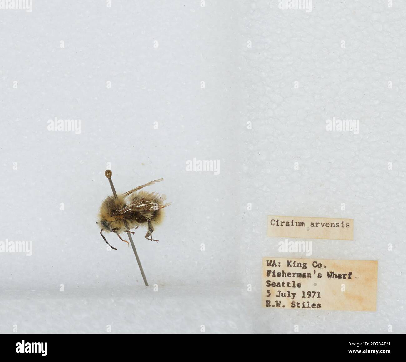 Fisherman's Wharf, Seattle, King, Washington, United States, Bombus ...