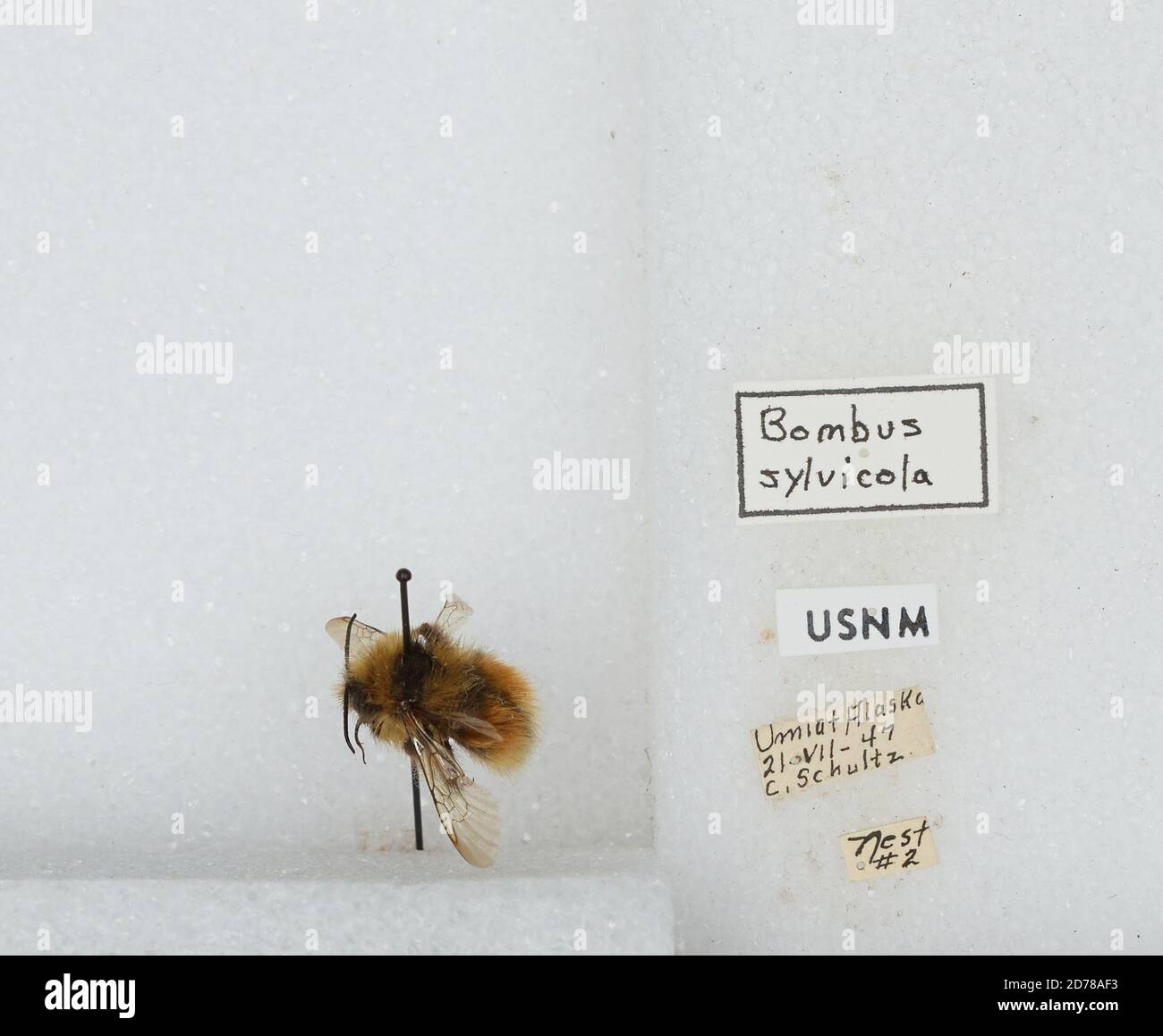 Umiat, North Slope, Alaska, United States, Bombus (Pyrobombus ...