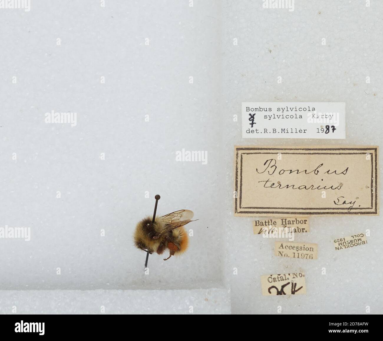 Battle Harbor, Newfoundland and Labrador, Canada, Bombus (Pyrobombus ...