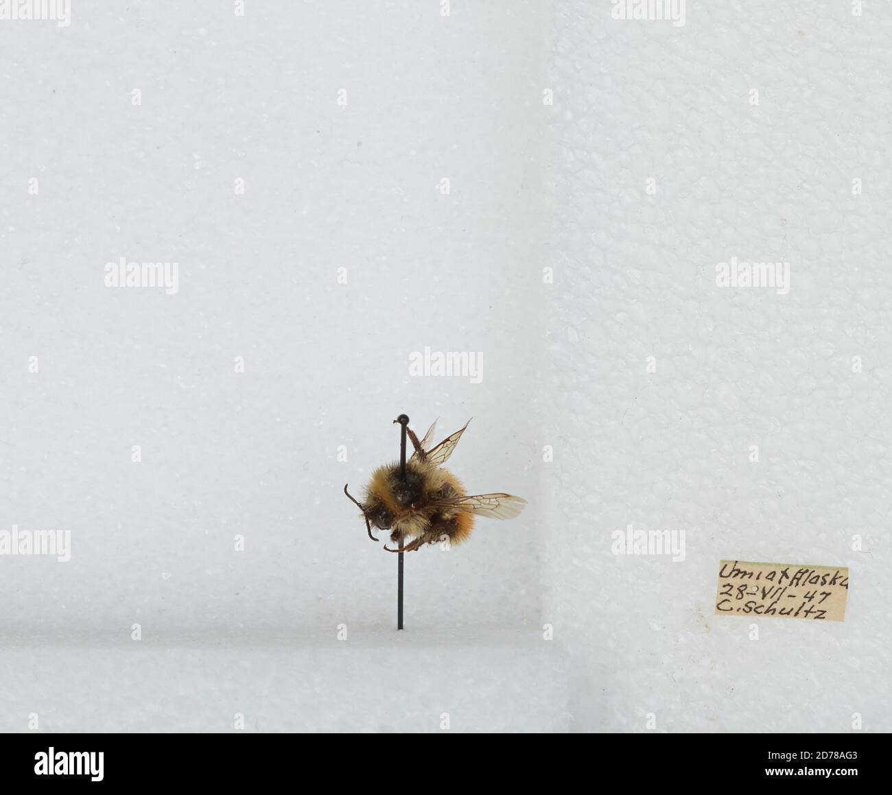 Umiat, North Slope, Alaska, United States, Bombus (Pyrobombus ...