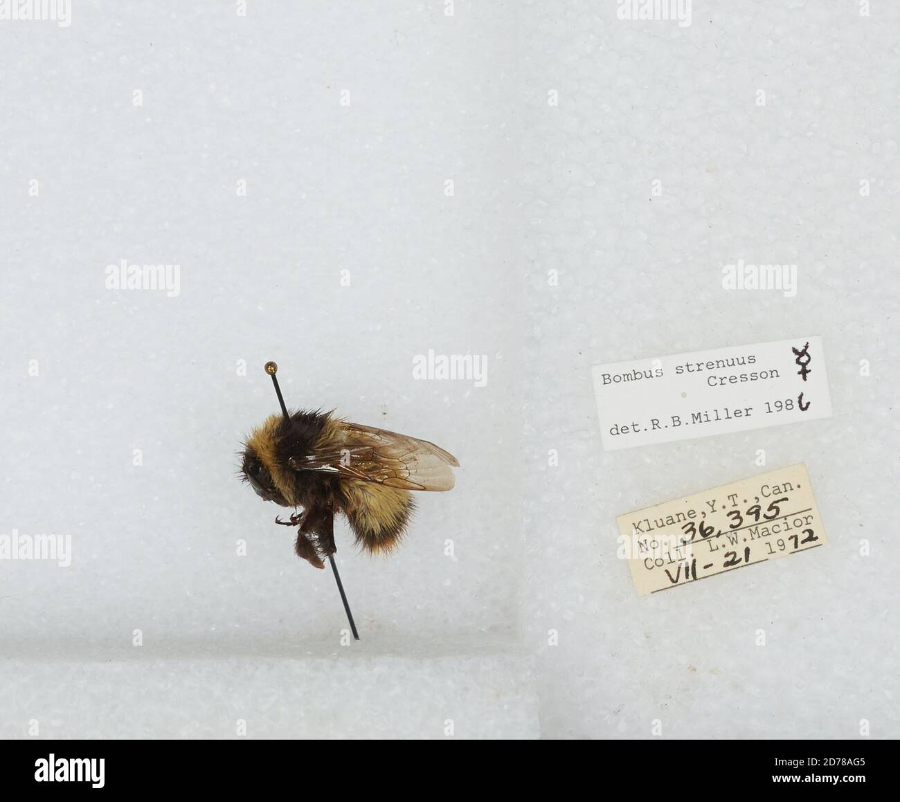 Kluane, Yukon Territory, Canada, Bombus (Alpinobombus) neoboreus Sladen ...