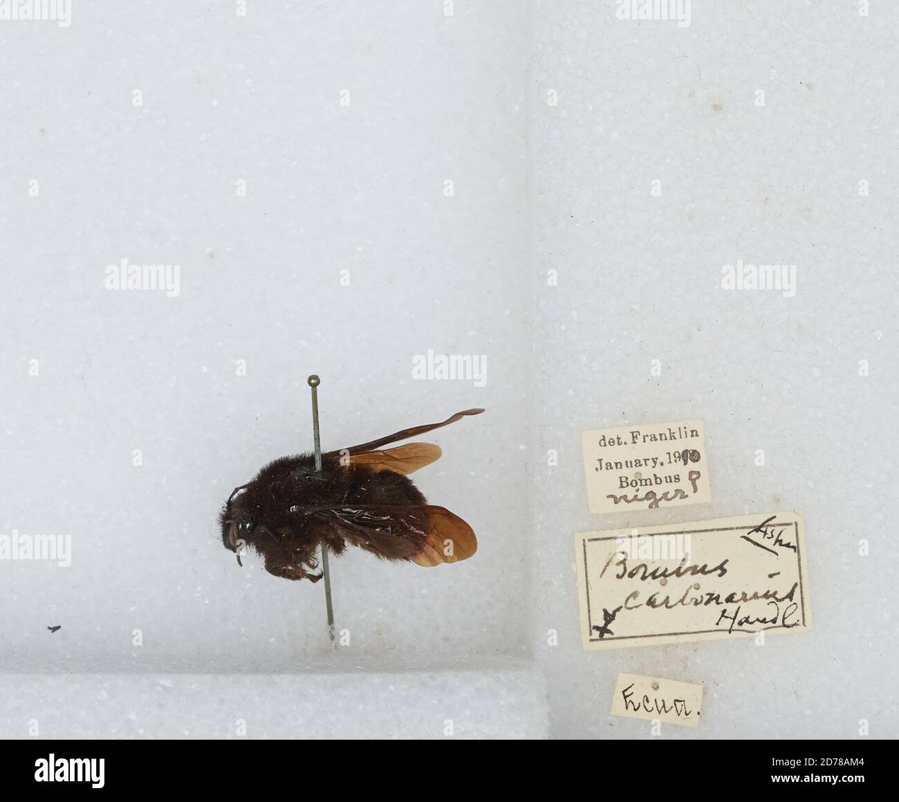 Ecuador, Bombus (Fervidobombus) morio (Swederus), Animalia, Arthropoda ...