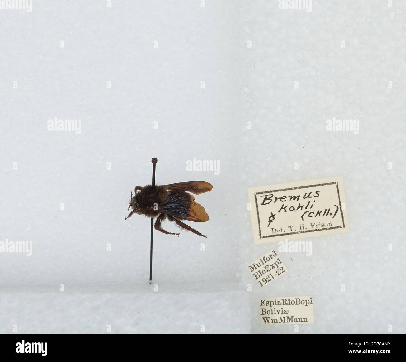 Espia Rio Bopi, La Paz, Bolivia, Bombus (Fervidobombus) morio (Swederus ...