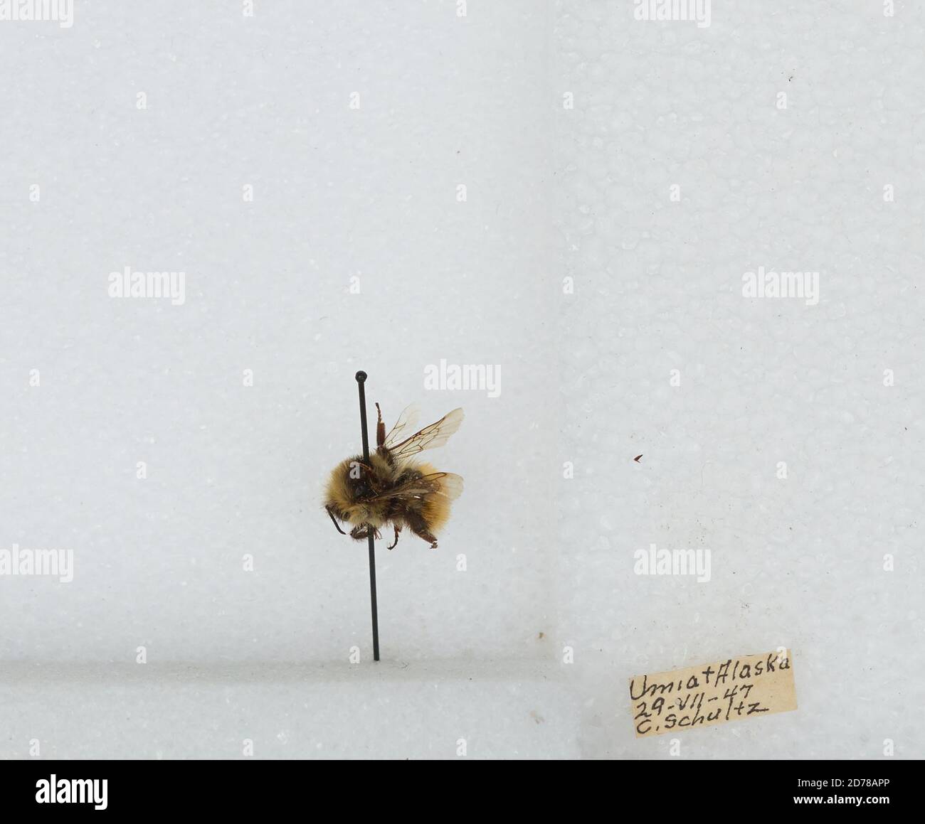 Umiat, North Slope, Alaska, United States, Bombus (Pyrobombus ...