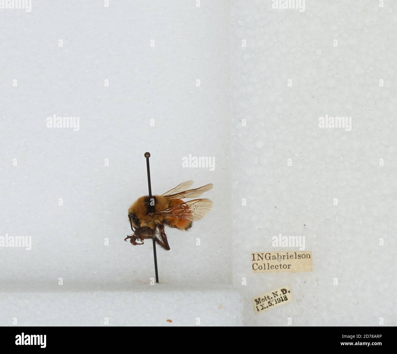 Mott, Hettinger, North Dakota, United States, Bombus (Pyrobombus ...