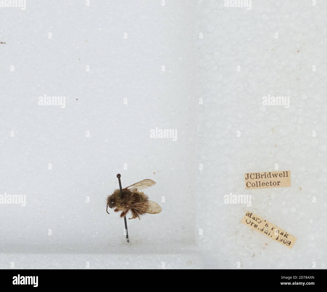 Mary's Peak, Benton, Oregon, United States, Bombus (Pyrobombus ...