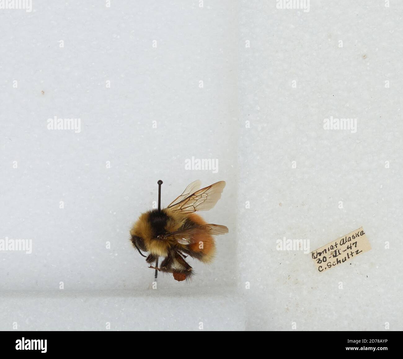Umiat, North Slope, Alaska, United States, Bombus (Pyrobombus ...