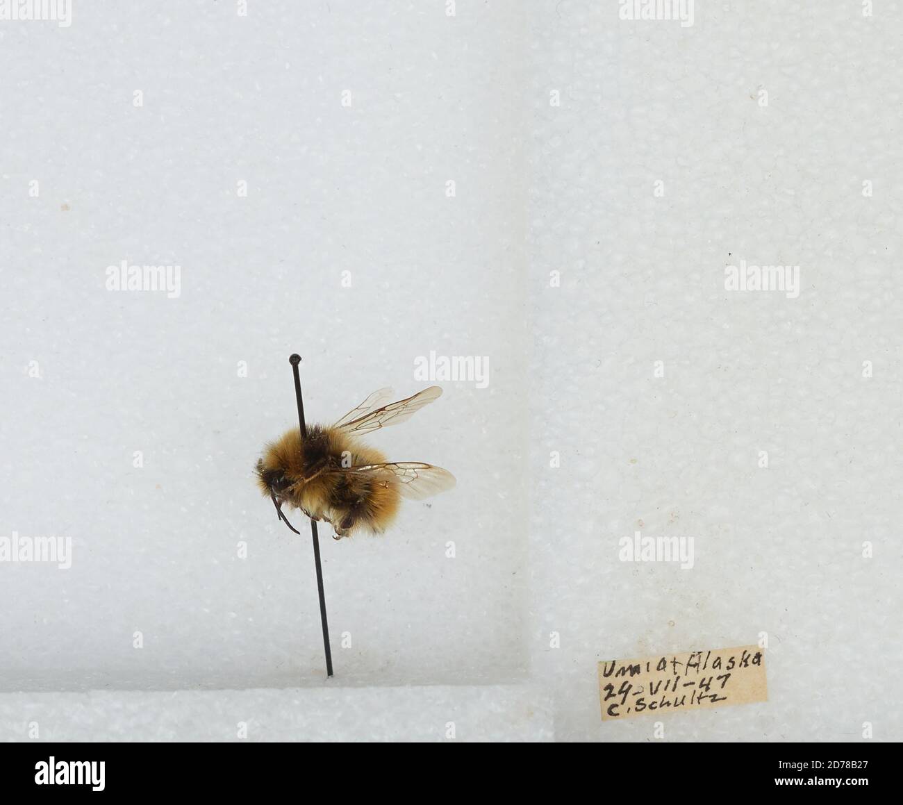 Umiat, North Slope, Alaska, United States, Bombus (Pyrobombus ...