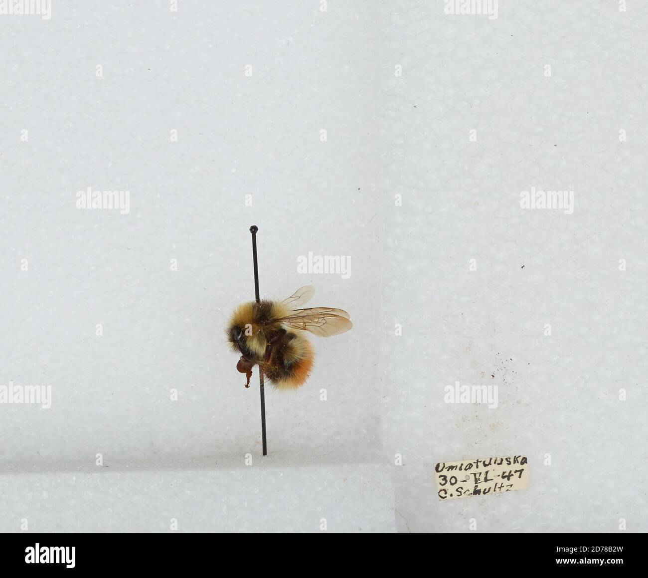 Umiat, North Slope, Alaska, United States, Bombus (Pyrobombus ...