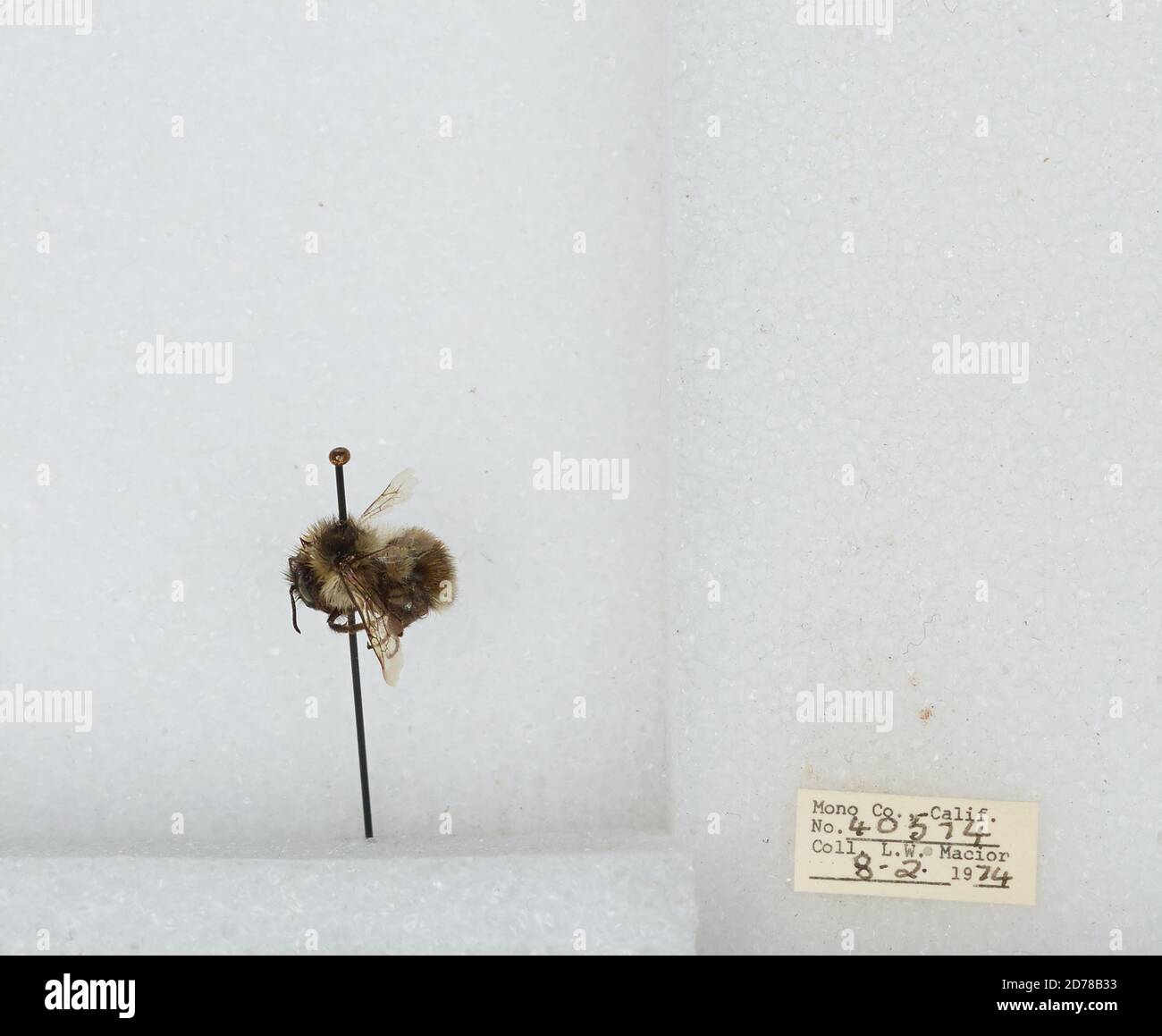 Mono, California, United States, Bombus (Cullumanobombus) rufocinctus ...