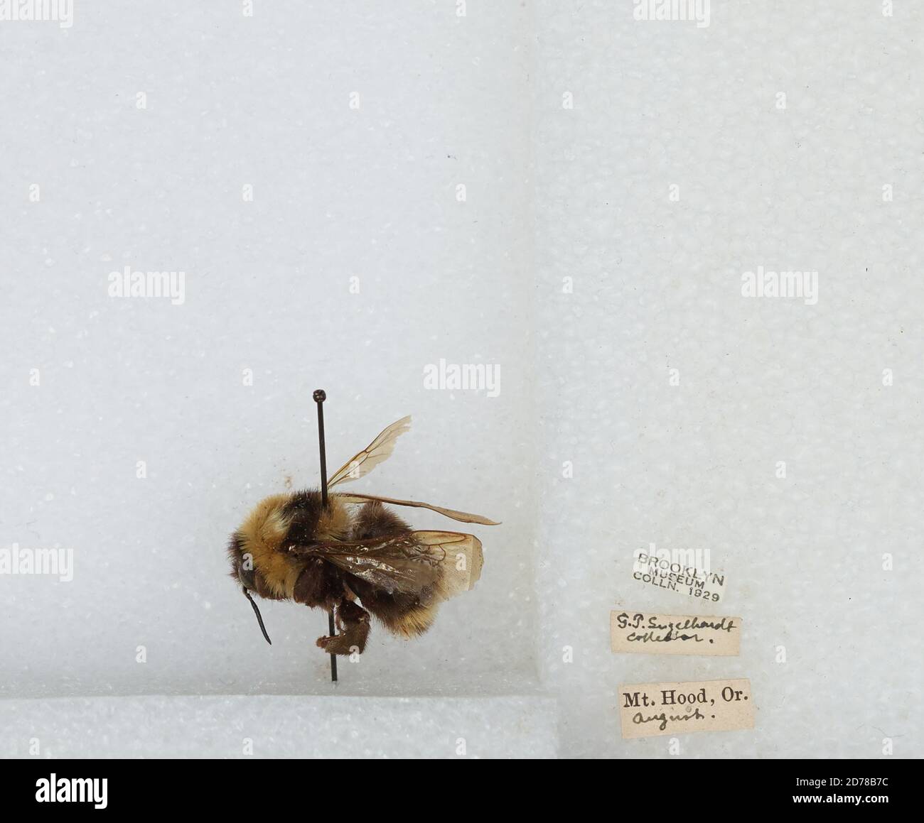 Mount Hood, Hood River, Oregon, United States, Bombus (Psithyrus ...