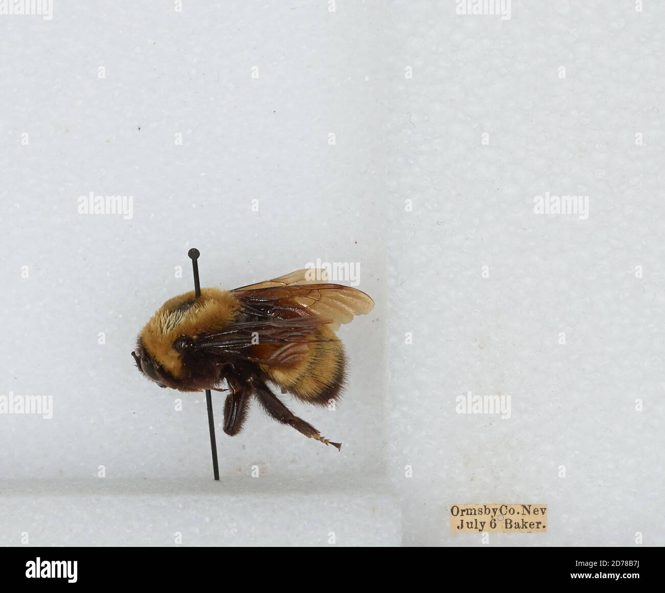 Ormsby, Nevada, United States, Bombus (Separatobombus) morrisoni ...