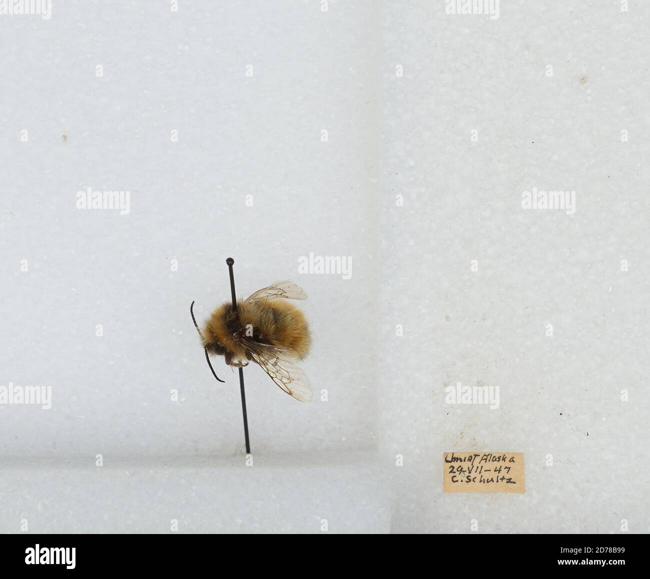 Umiat, North Slope, Alaska, United States, Bombus (Pyrobombus ...