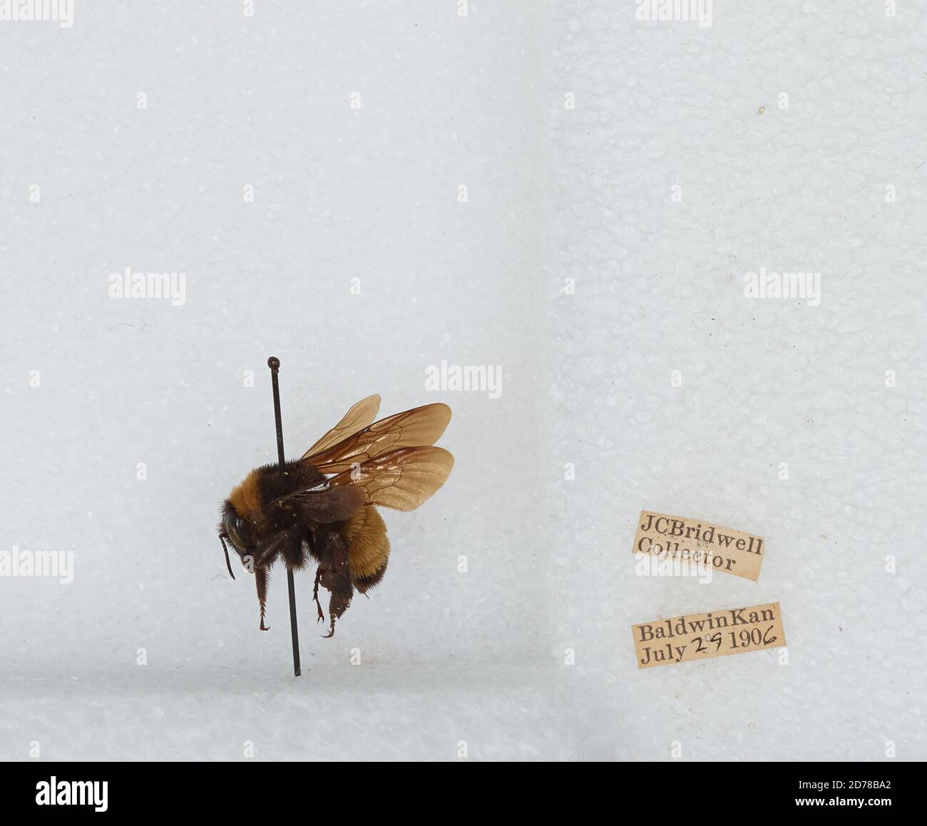 Baldwin, Douglas, Kansas, United States, Bombus (Fervidobombus ...