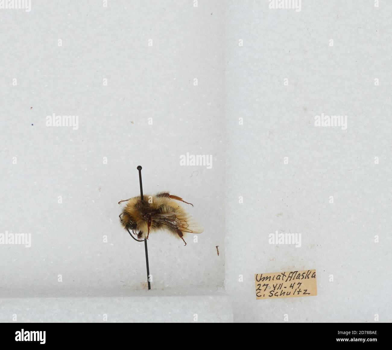Umiat, North Slope, Alaska, United States, Bombus (Pyrobombus ...
