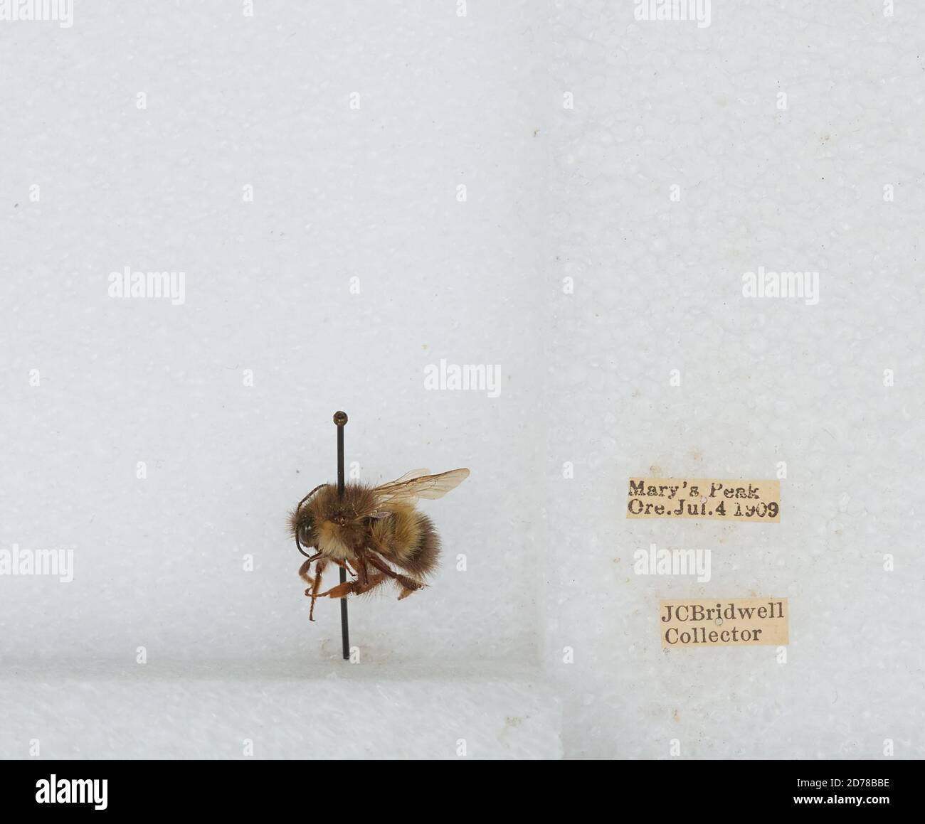 Mary's Peak, Benton, Oregon, United States, Bombus (Pyrobombus ...