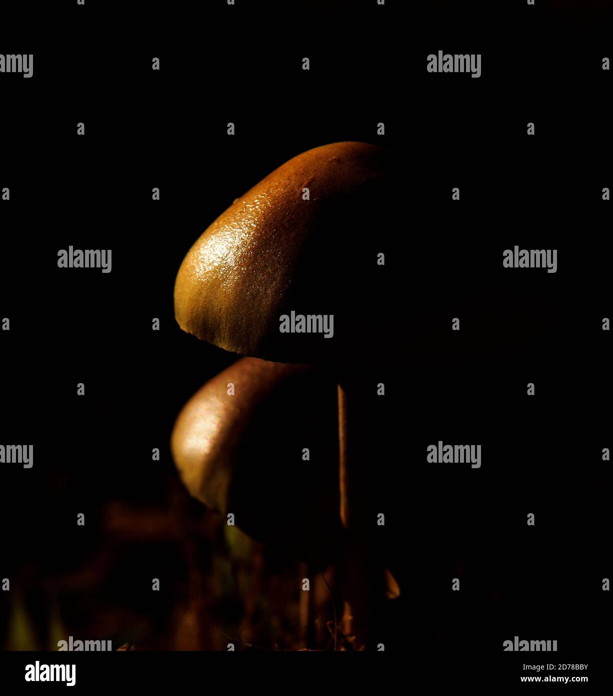 Images of fungi hi-res stock photography and images - Alamy