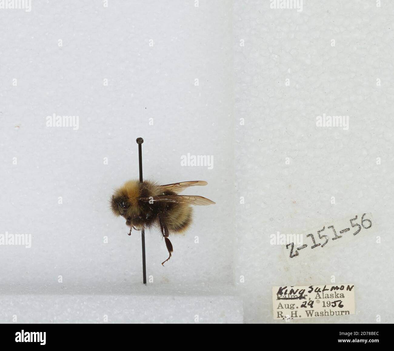 King Salmon, Bristol Bay, Alaska, United States, Bombus (Psithyrus ...