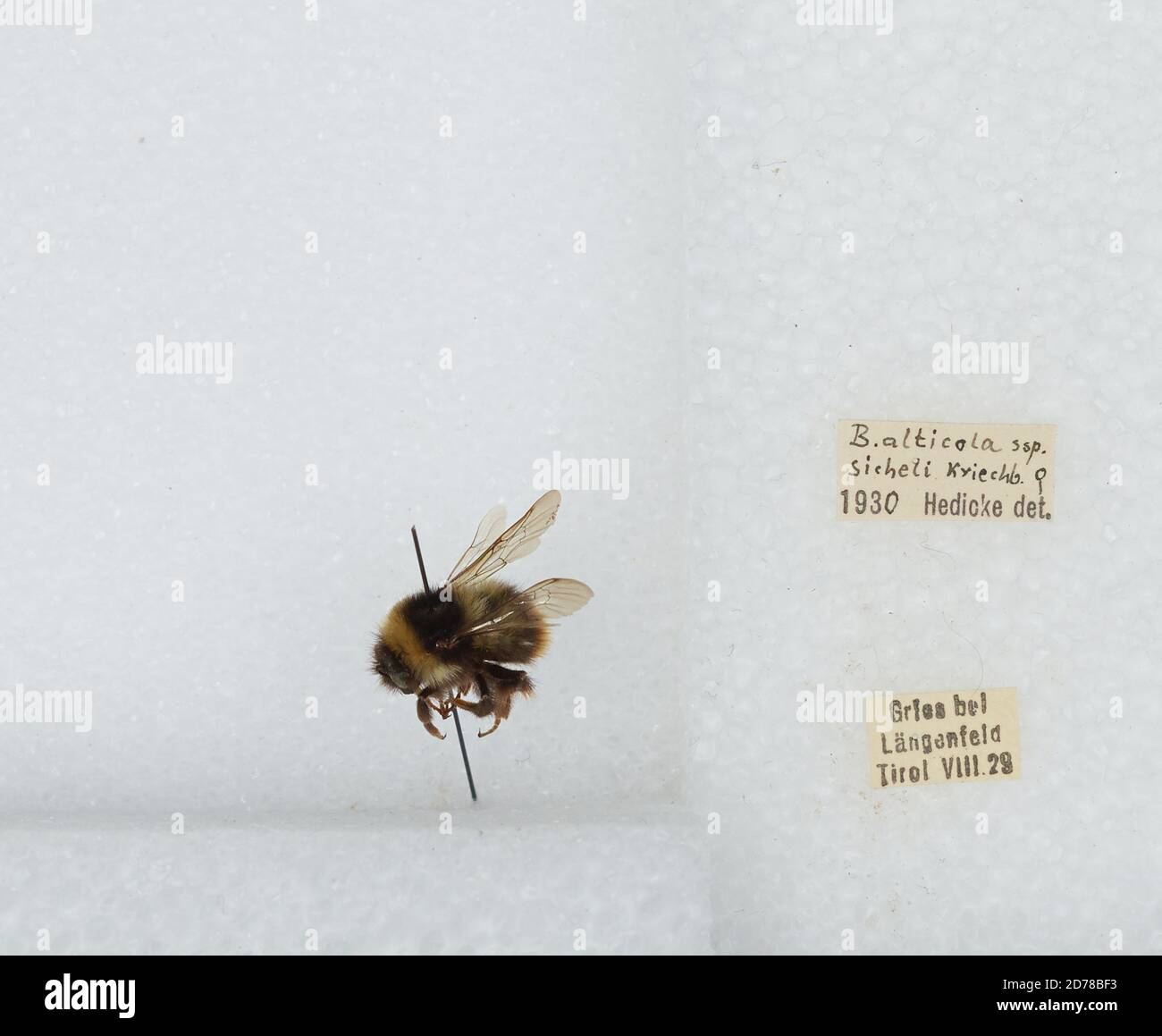 Gries near Langenfeld, Tyrol, Austria, Bombus (Melanobombus) sichelii ...