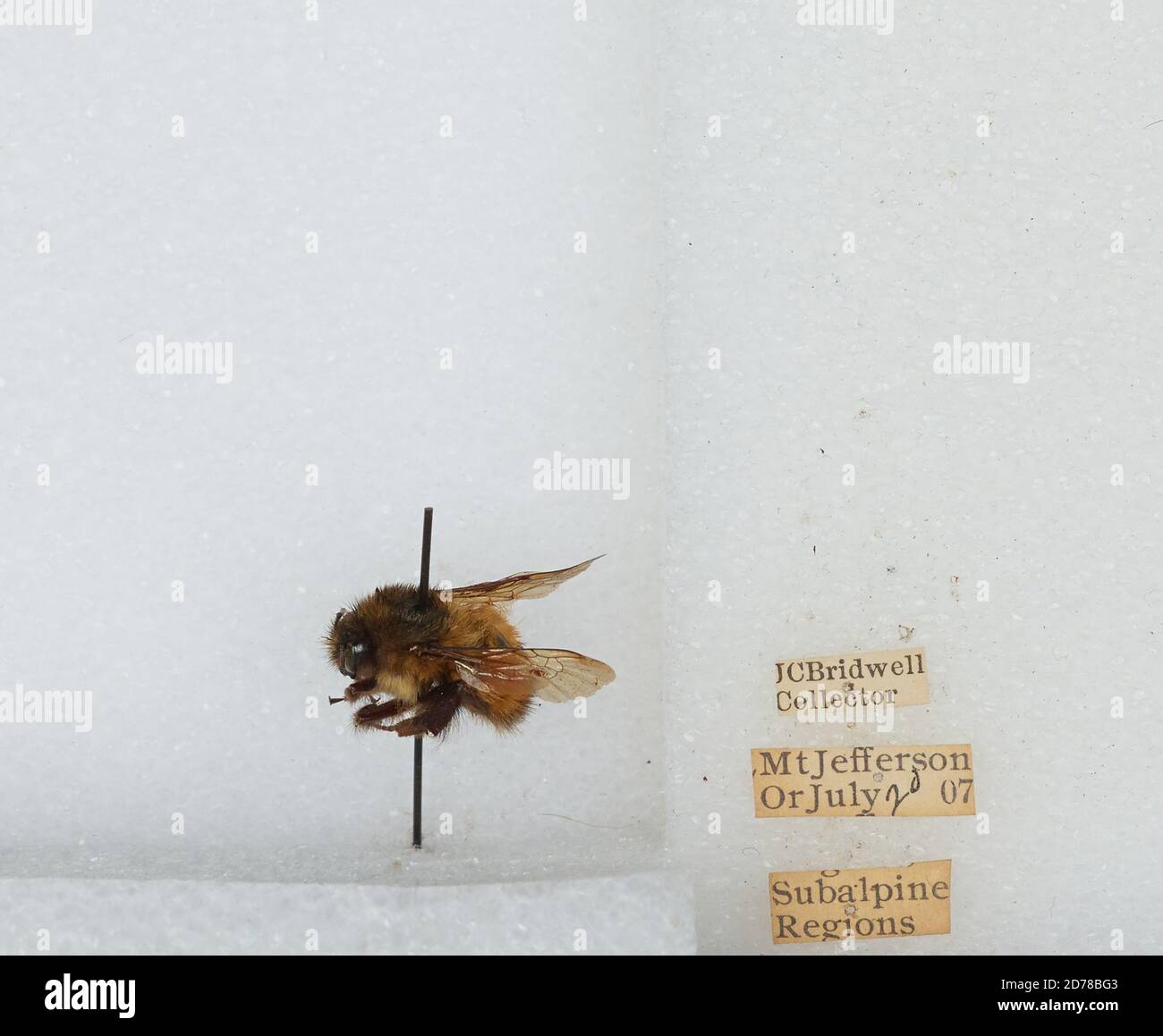 Mount Jefferson, Subalpine Regions, Linn, Oregon, United States, Bombus ...