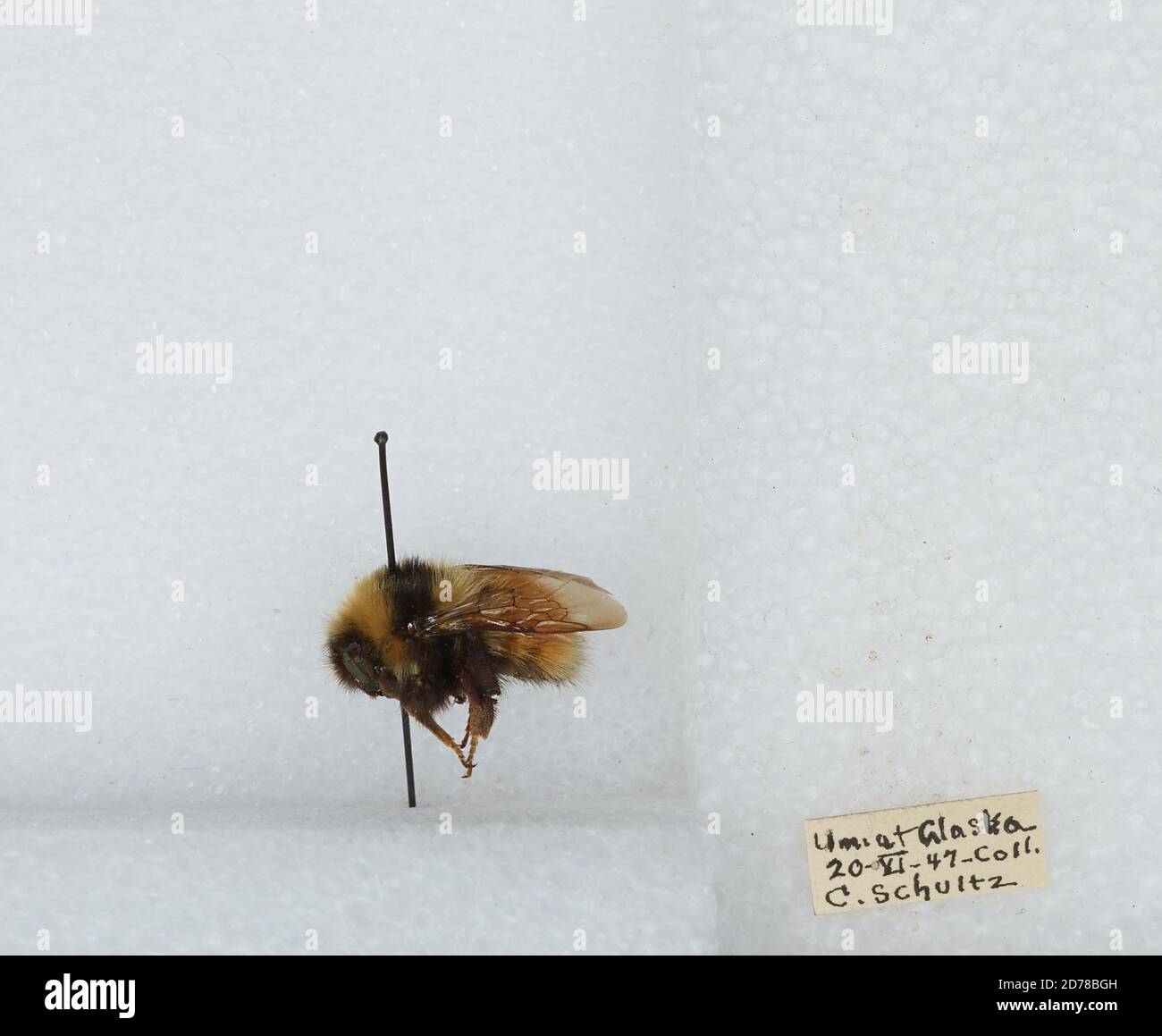 Umiat, North Slope, Alaska, United States, Bombus (Pyrobombus ...