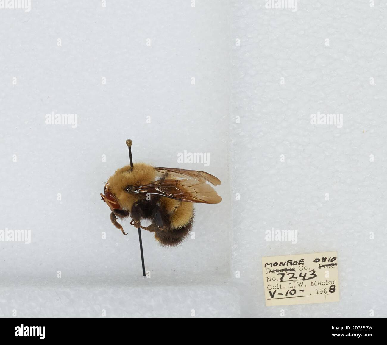 Monroe, Ohio, United States, Bombus (Pyrobombus) perplexus Cresson ...