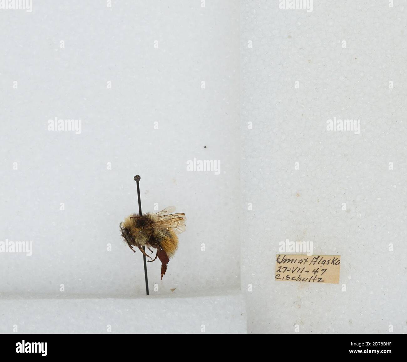 Umiat, North Slope, Alaska, United States, Bombus (Pyrobombus ...