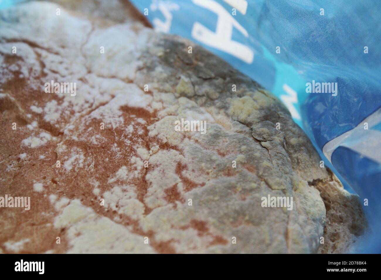 Penicillium sp hi-res stock photography and images - Alamy