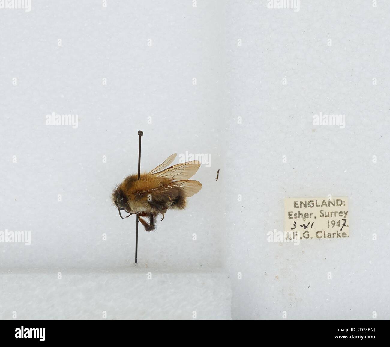 Surrey, Esher, United Kingdom, Bombus (Thoracobombus) pascuorum ...