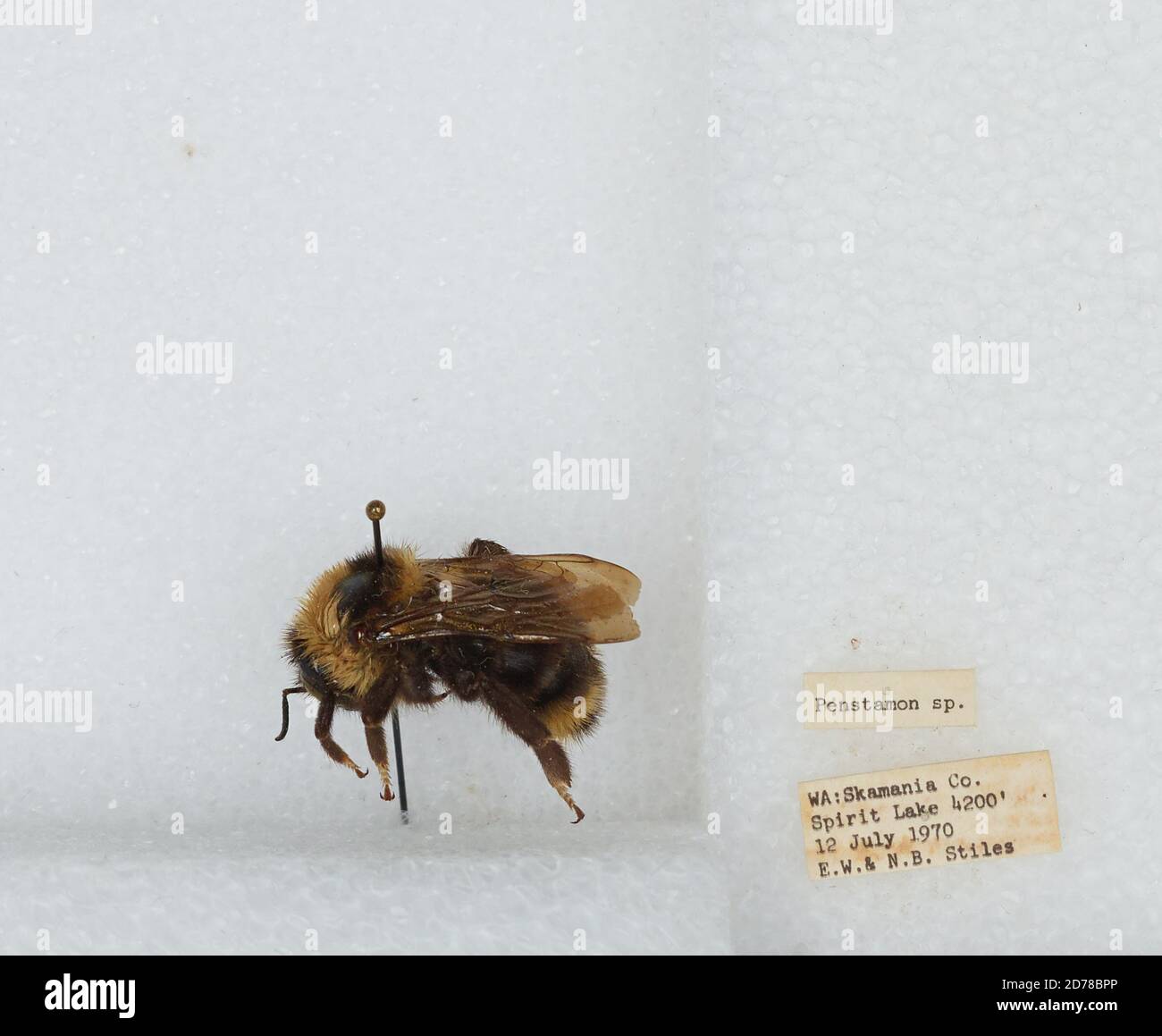 Spirit Lake, Skamania, Washington, United States, Bombus (Psithyrus ...