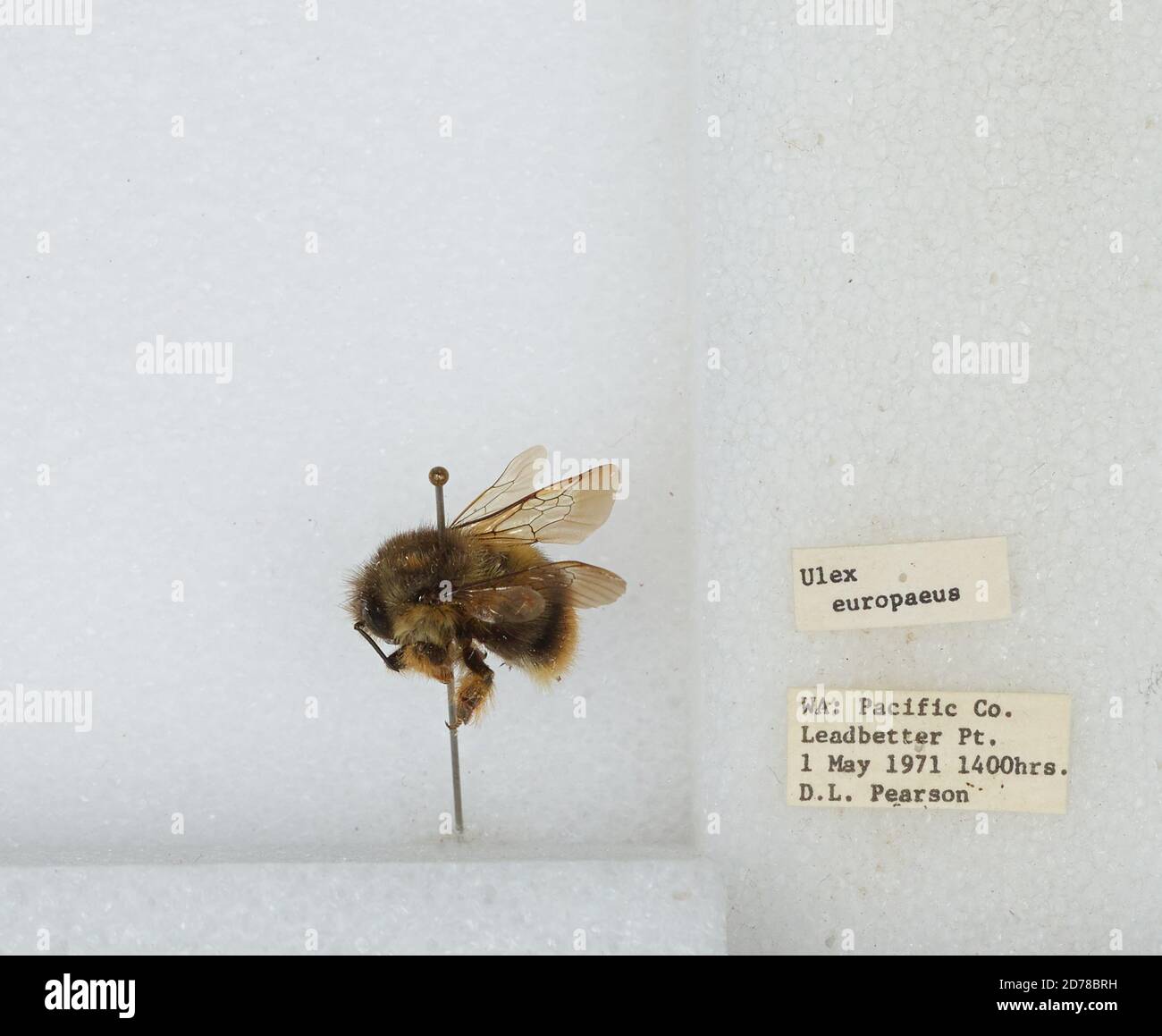 Leadbetter point washington hi-res stock photography and images - Alamy