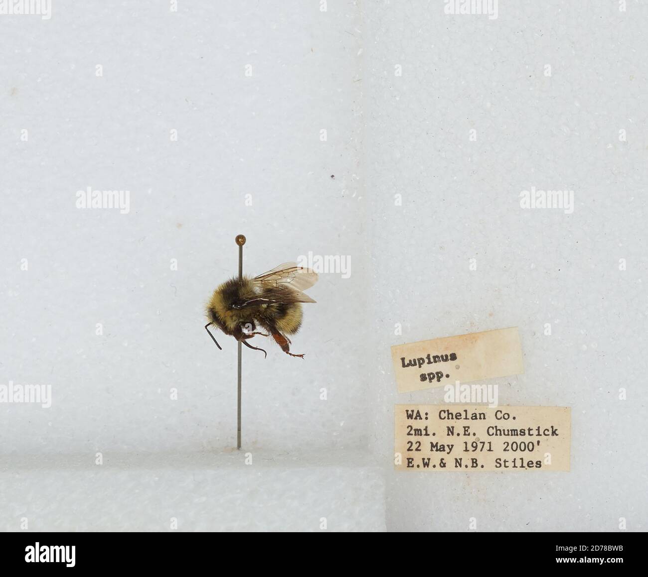 2 miles northeast of Chumstick, Chelan, Washington, United States ...