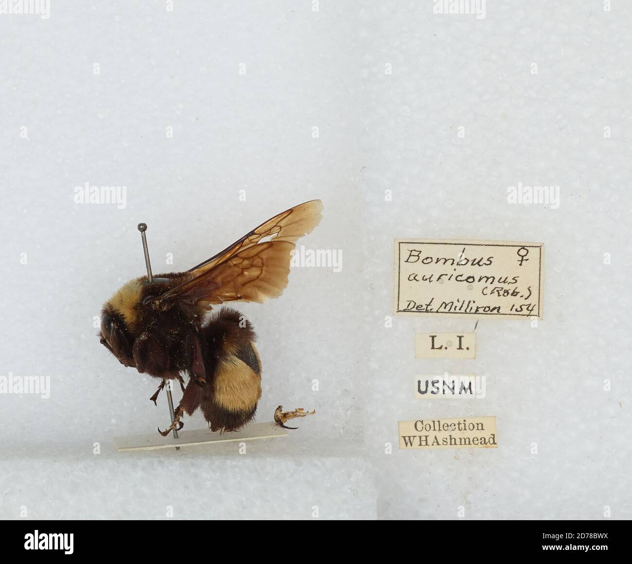 Bombus (Bombus) nevadensis Cresson, 1874, Animalia, Arthropoda, Insecta ...